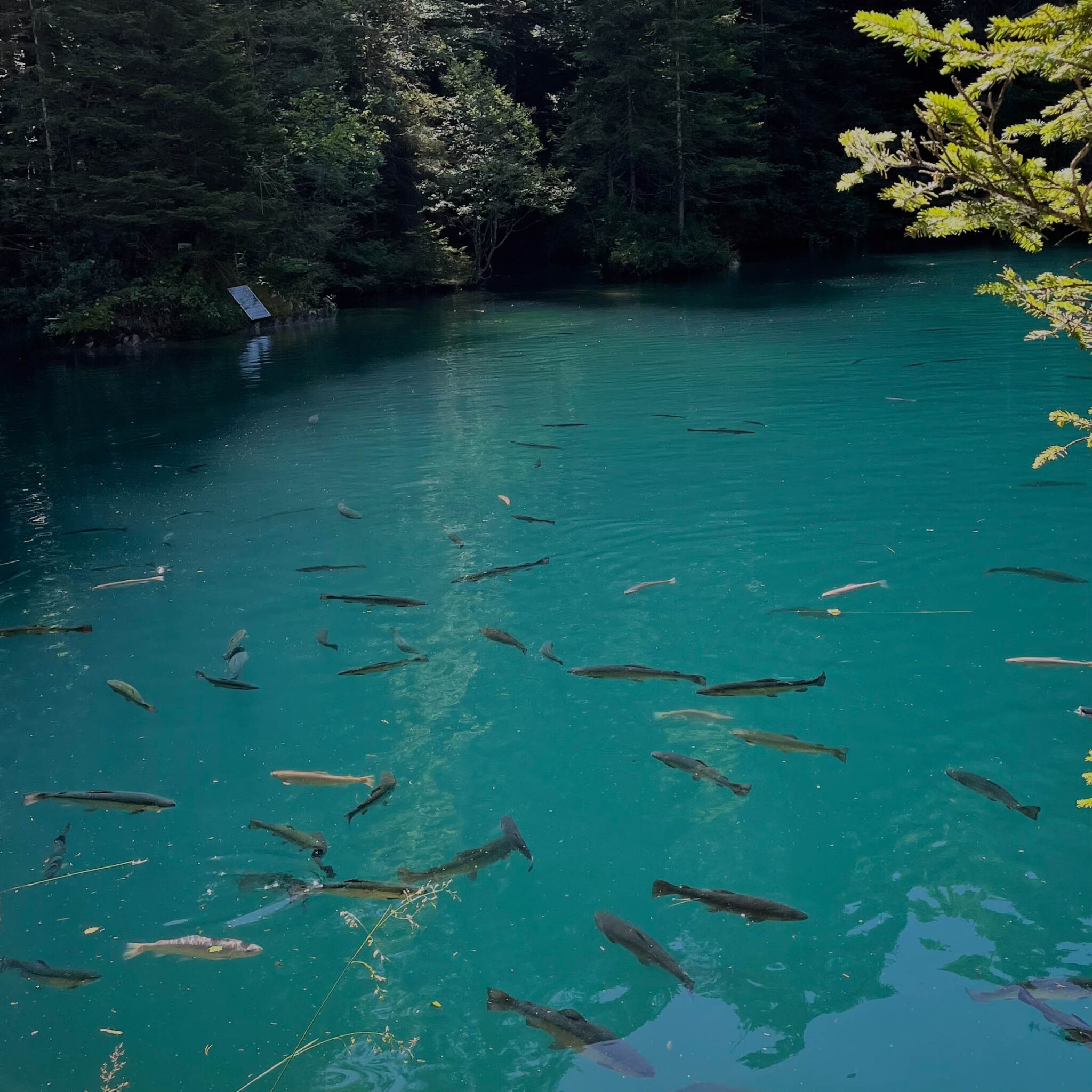 The Ultimate Guide to a Day Trip to Lake Blausee